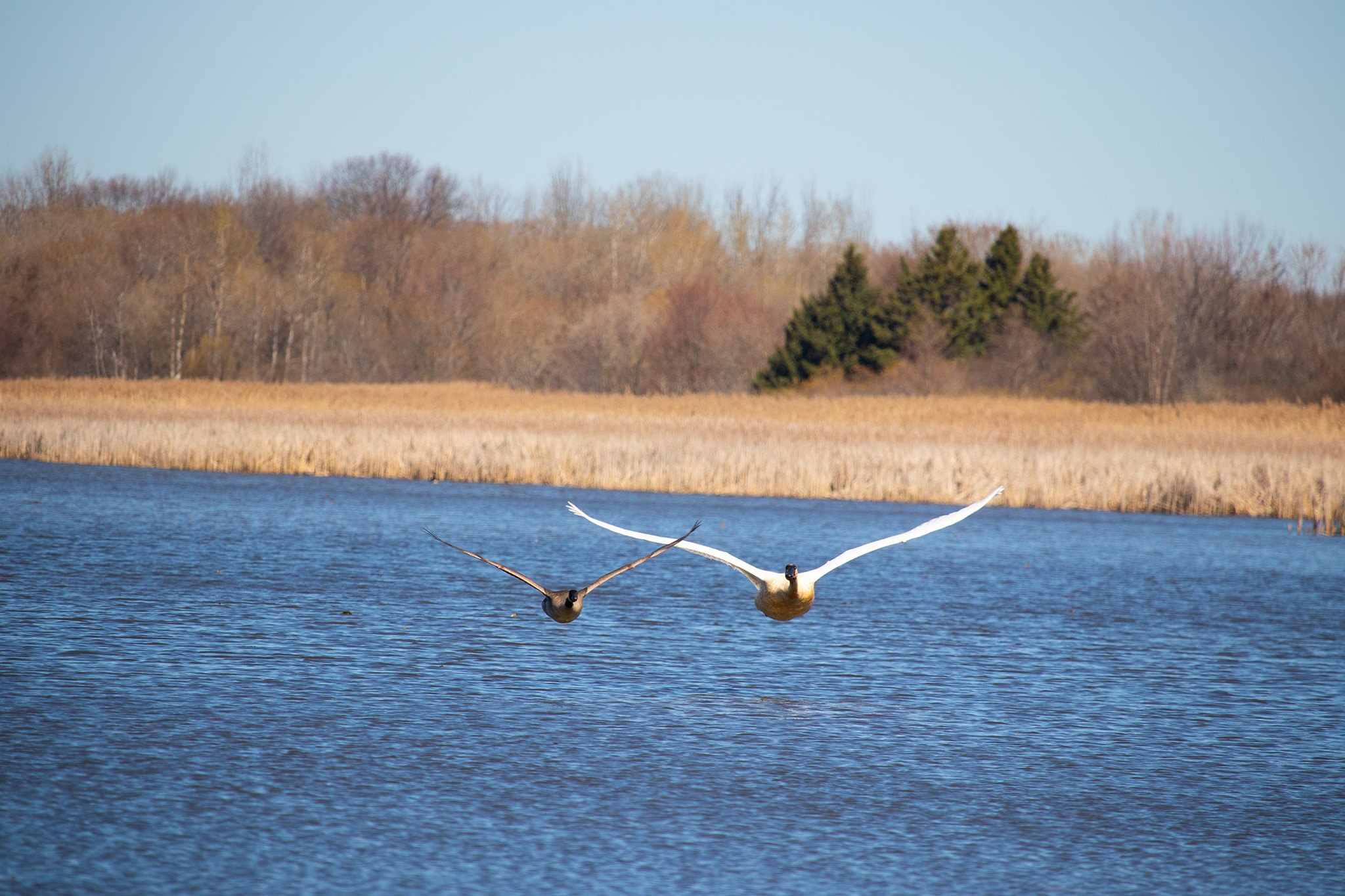 Second Marsh Is An Ideal Spot For Newcomers To Birdwatching - Durham ...