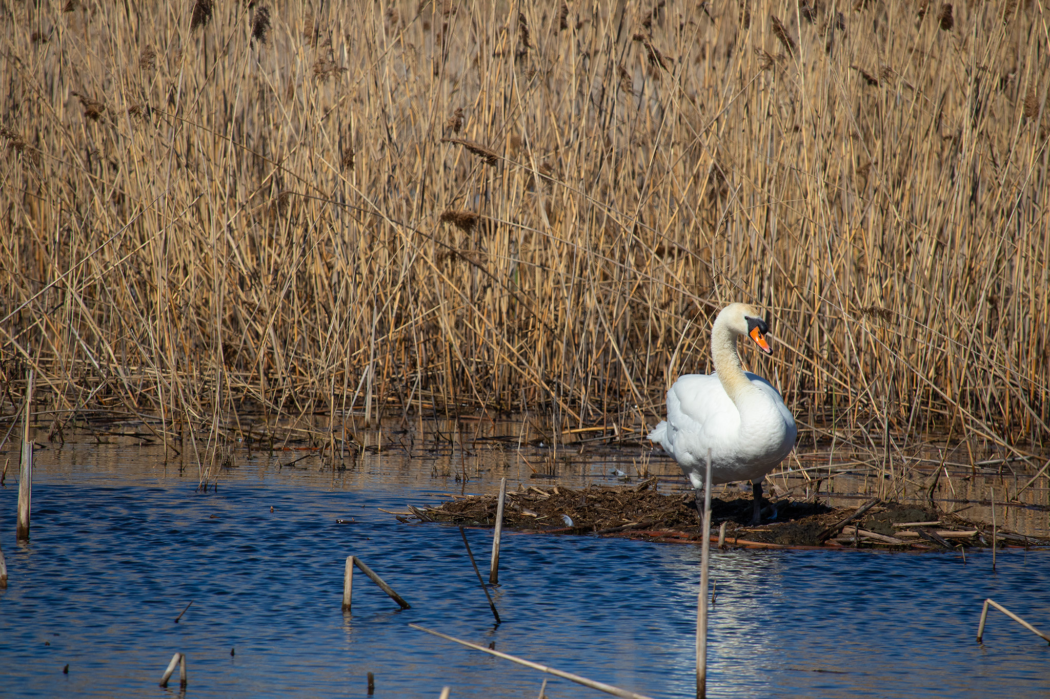 Second Marsh Is An Ideal Spot For Newcomers To Birdwatching - Durham ...