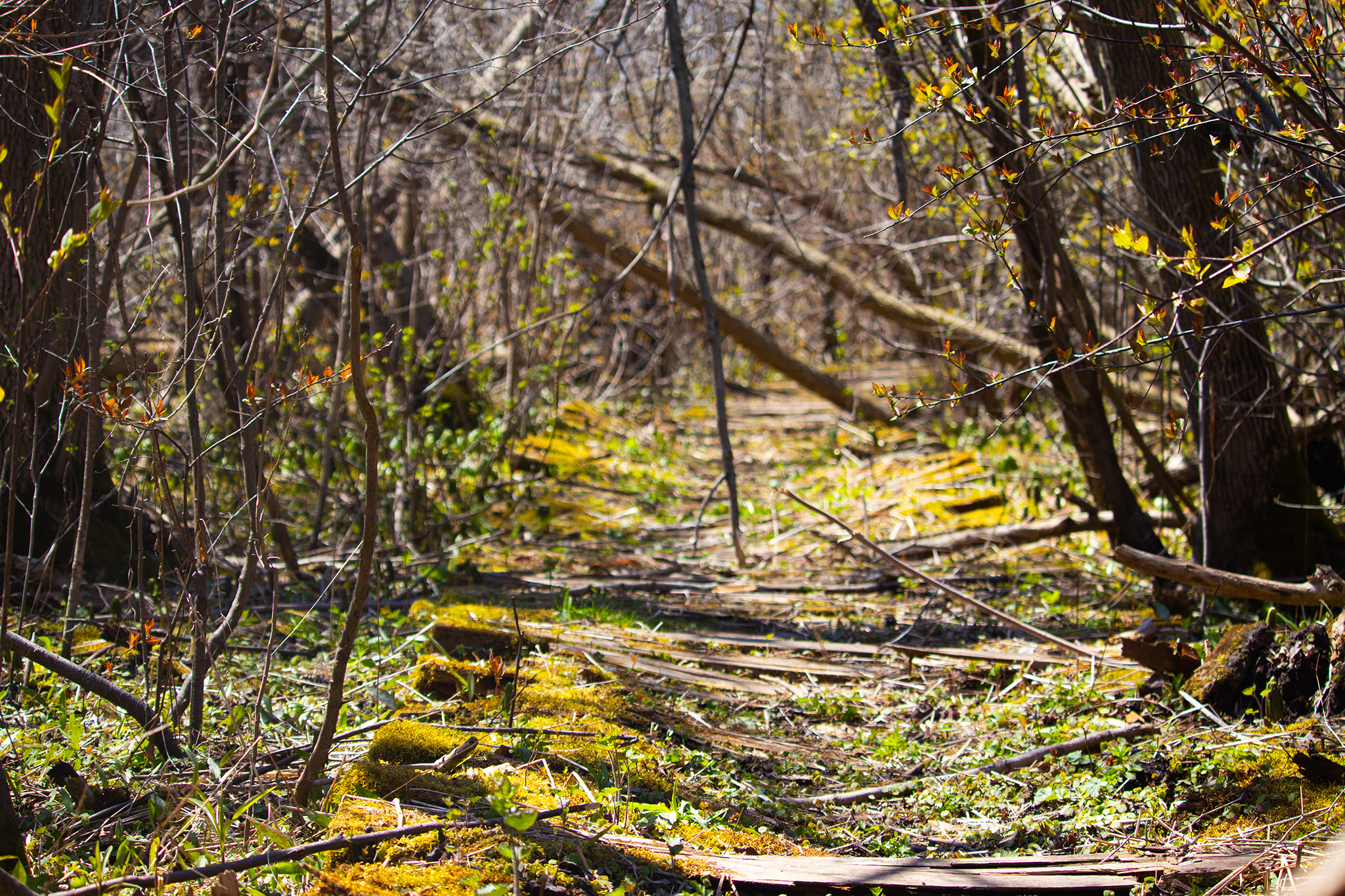 Second Marsh Is An Ideal Spot For Newcomers To Birdwatching - Durham ...